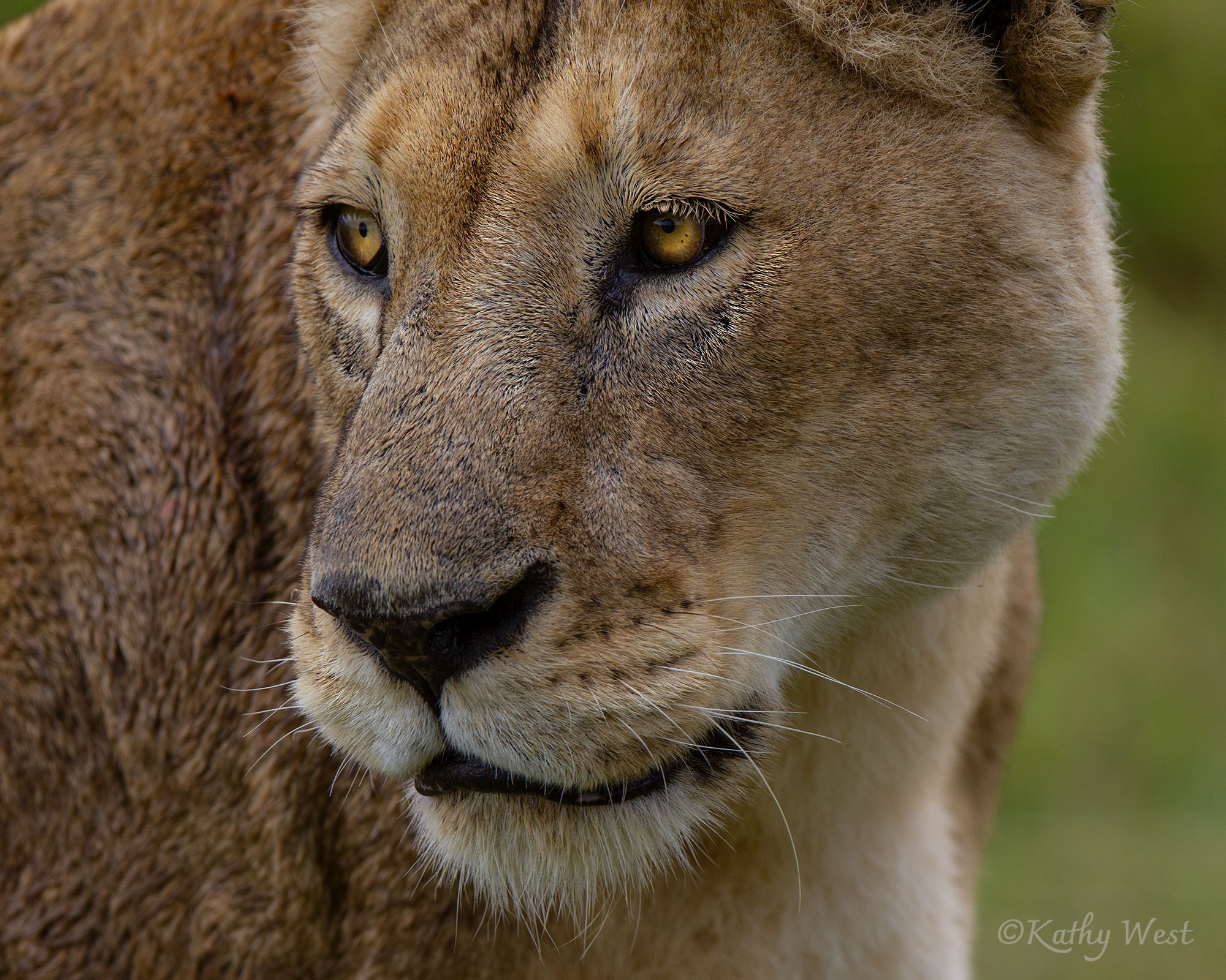 East Africa | KathyWestStudios