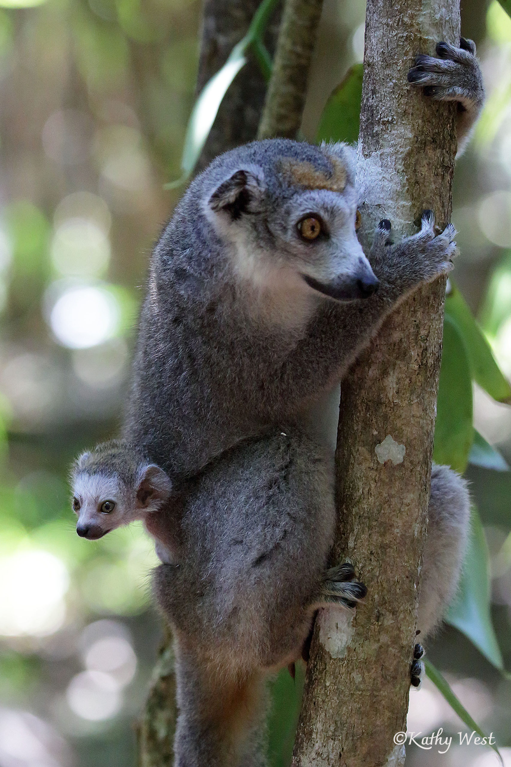 Madagascar | KathyWestStudios