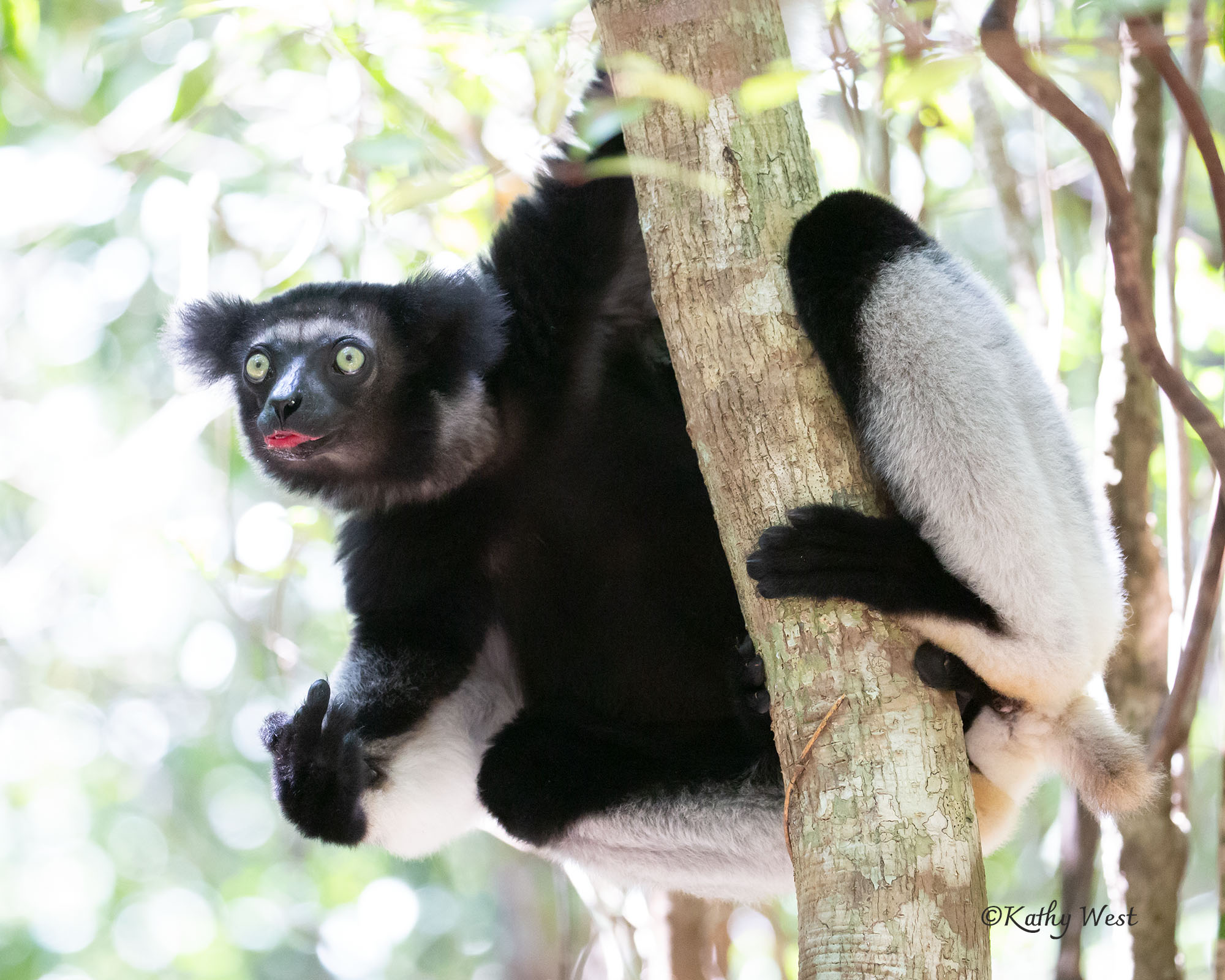 Madagascar | KathyWestStudios