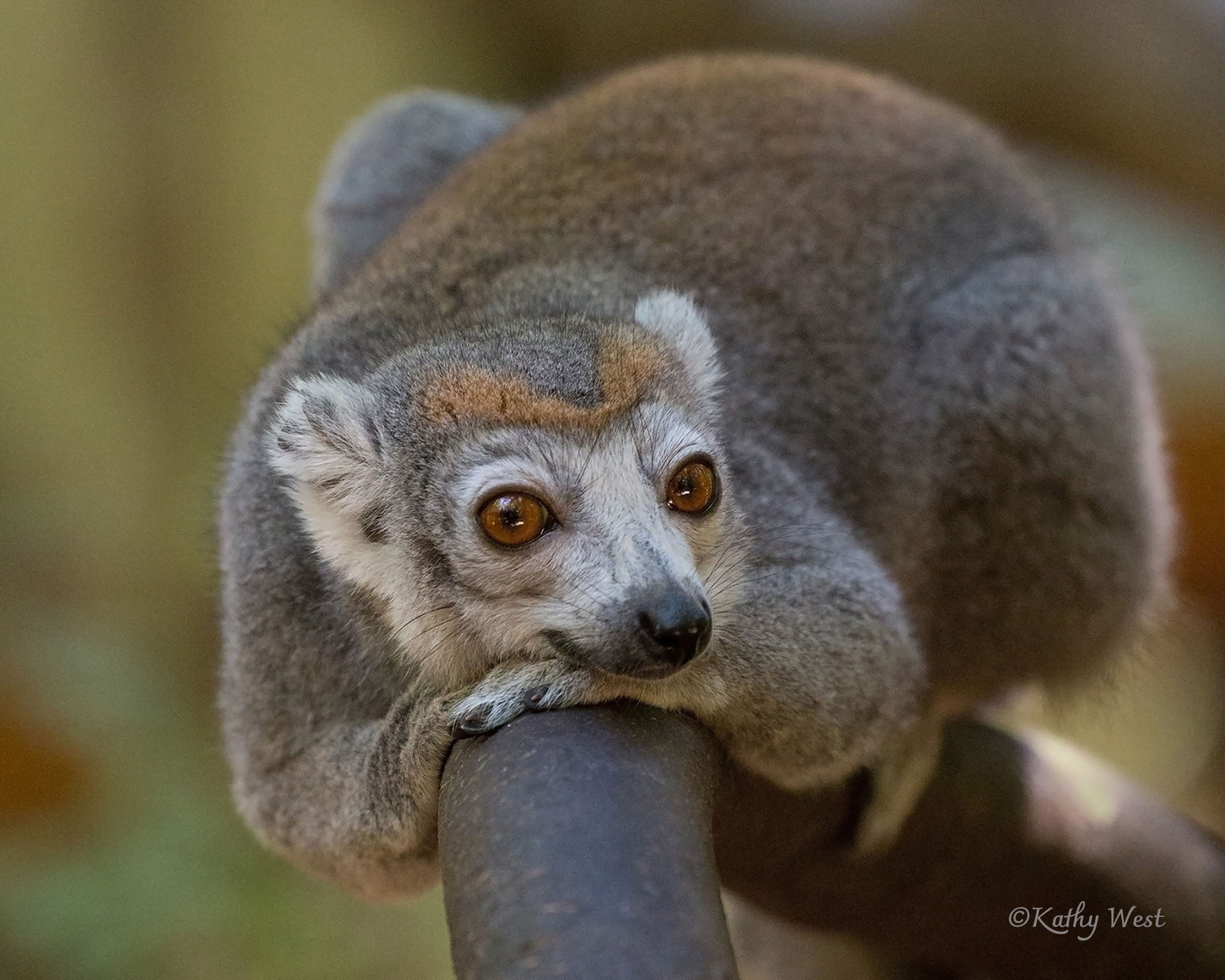 Madagascar | KathyWestStudios