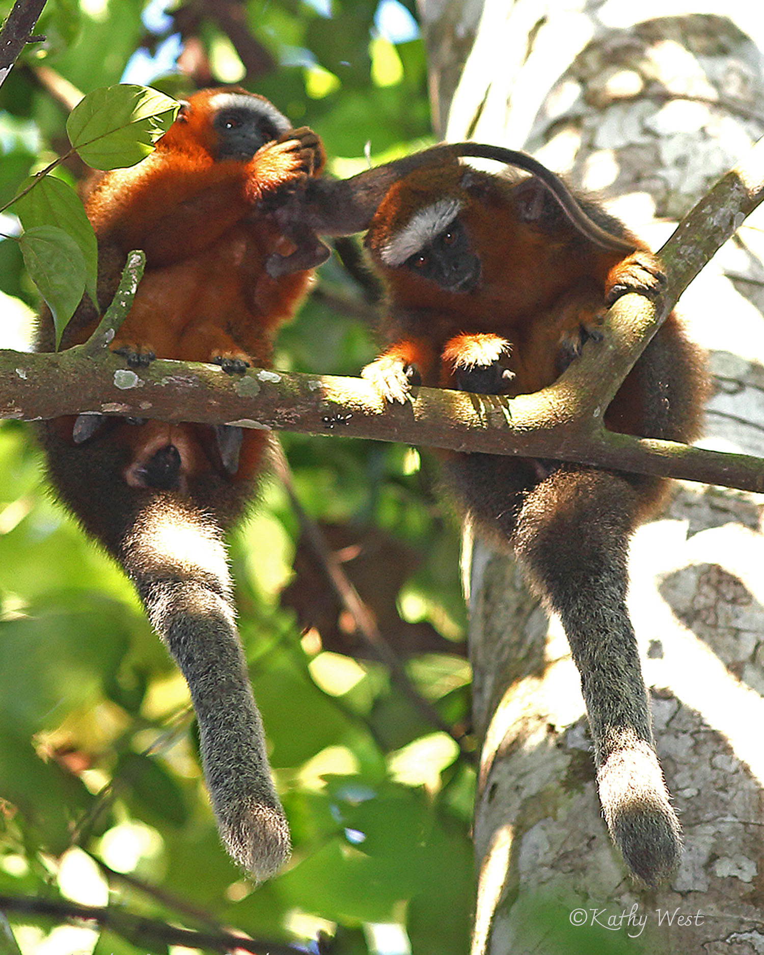 Primates | KathyWestStudios