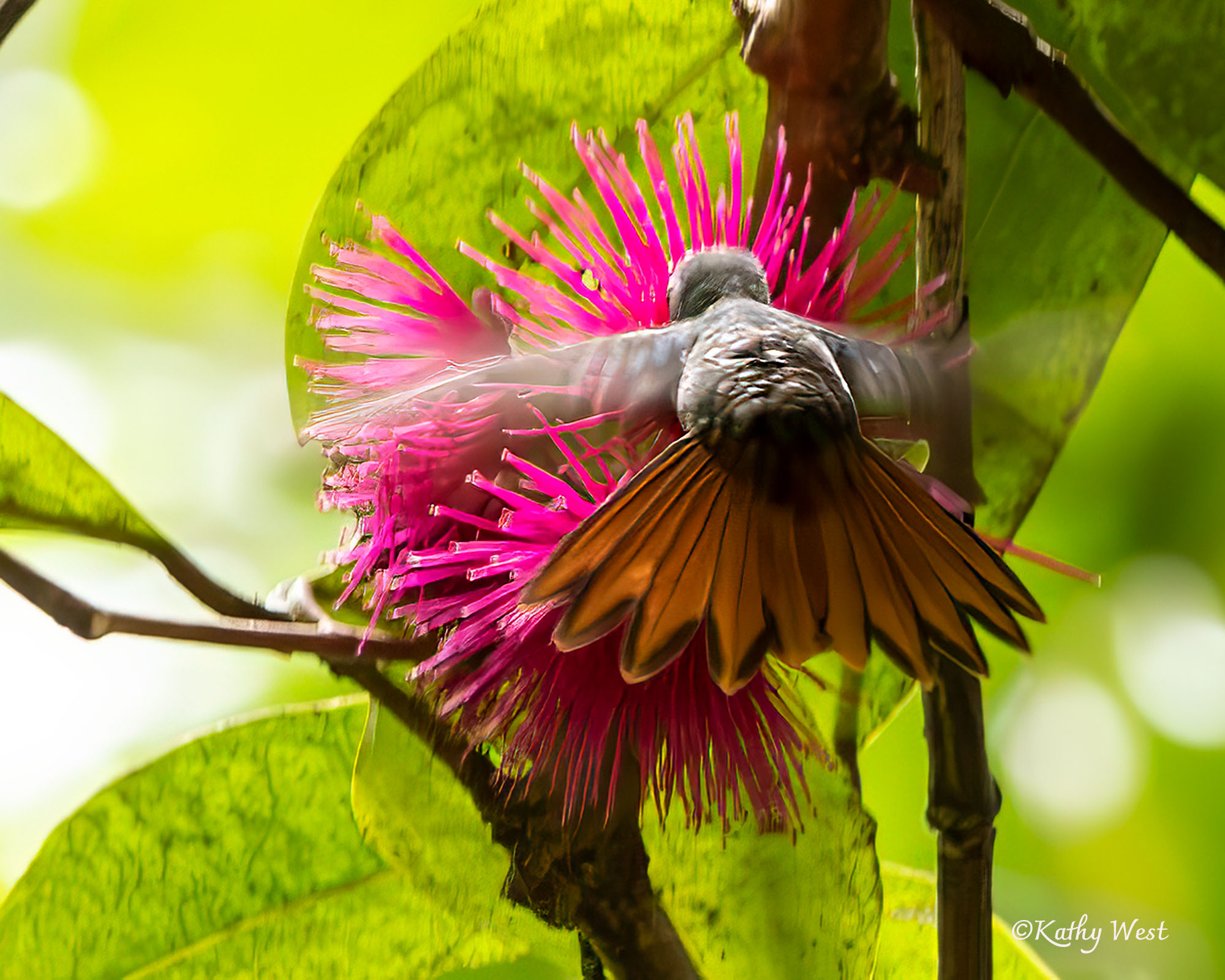 Central and South America | KathyWestStudios