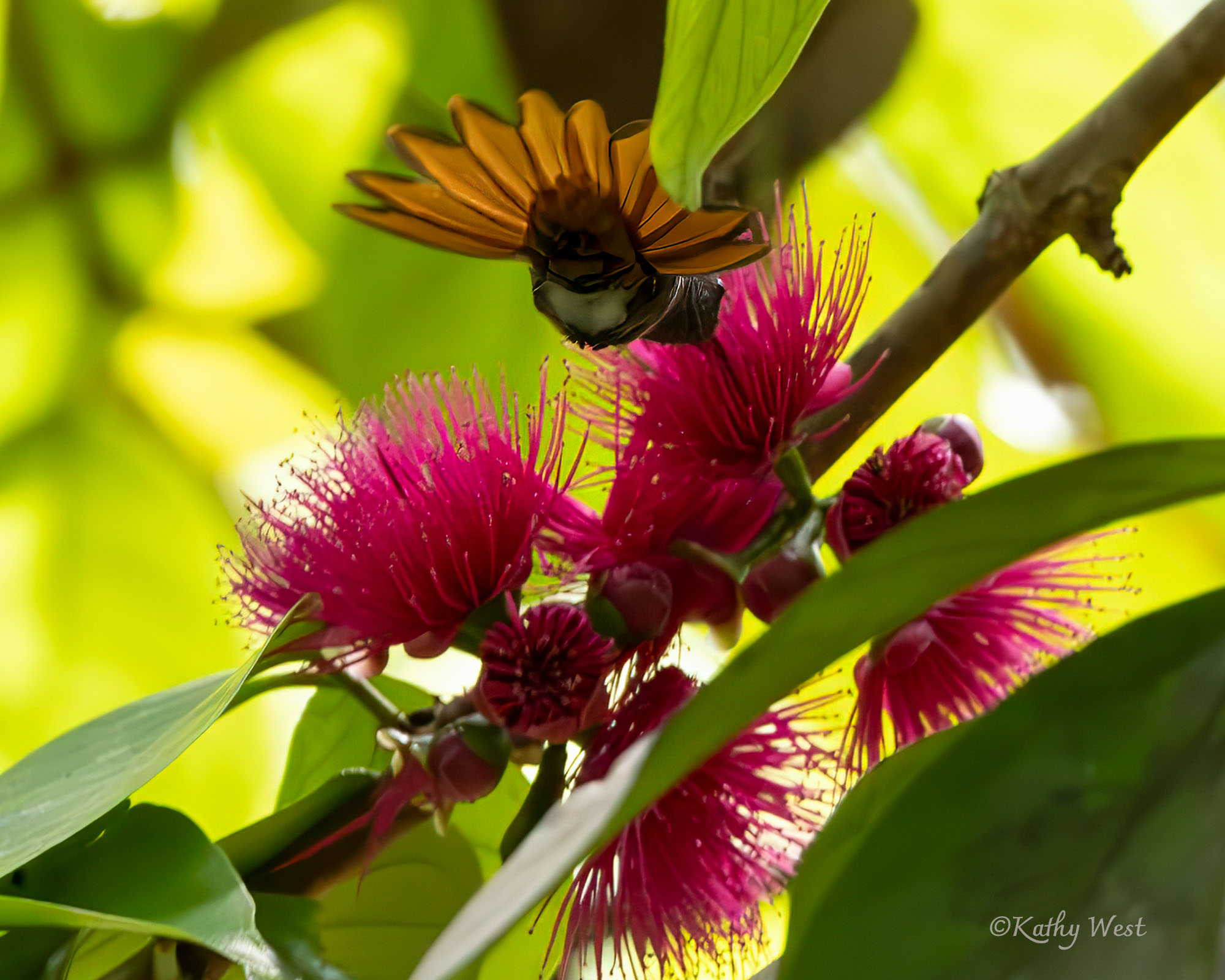 Central and South America | KathyWestStudios